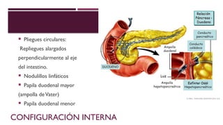 Intestino delgado intestino delgado anatomia | PPTX