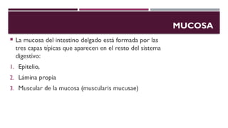 Intestino delgado intestino delgado anatomia | PPTX