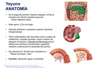 INTESTINO DELGADO.Anatomía y fisiolgía del intestino delgado | PDF