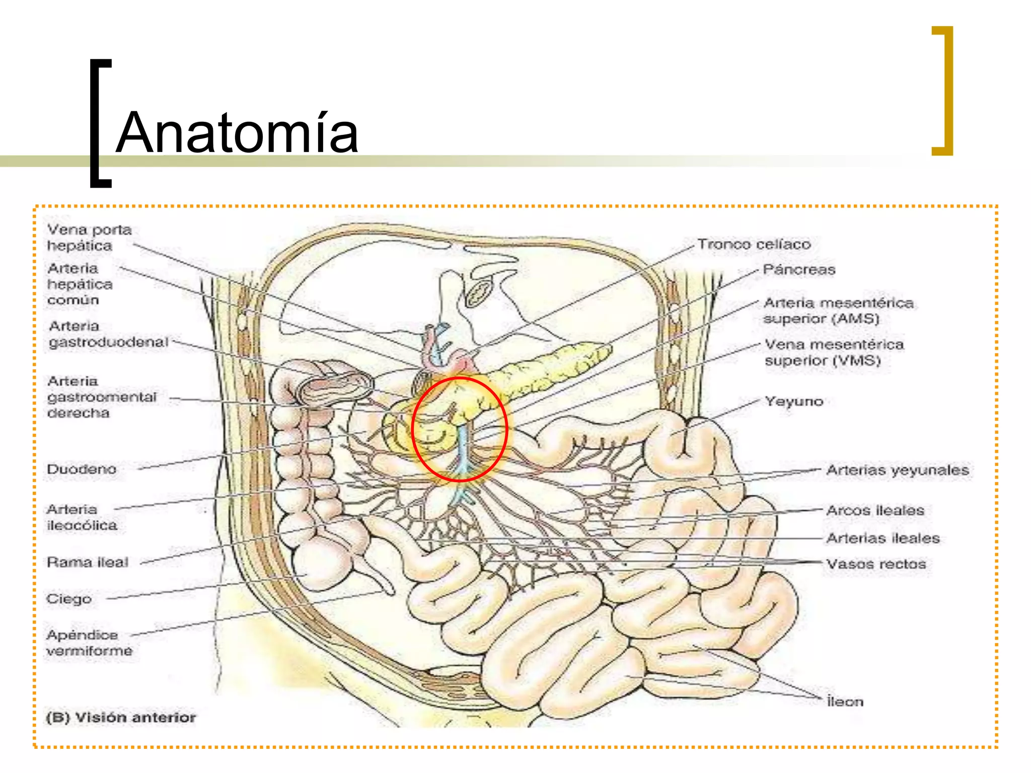 Intestino Delgado[1] | PPTX