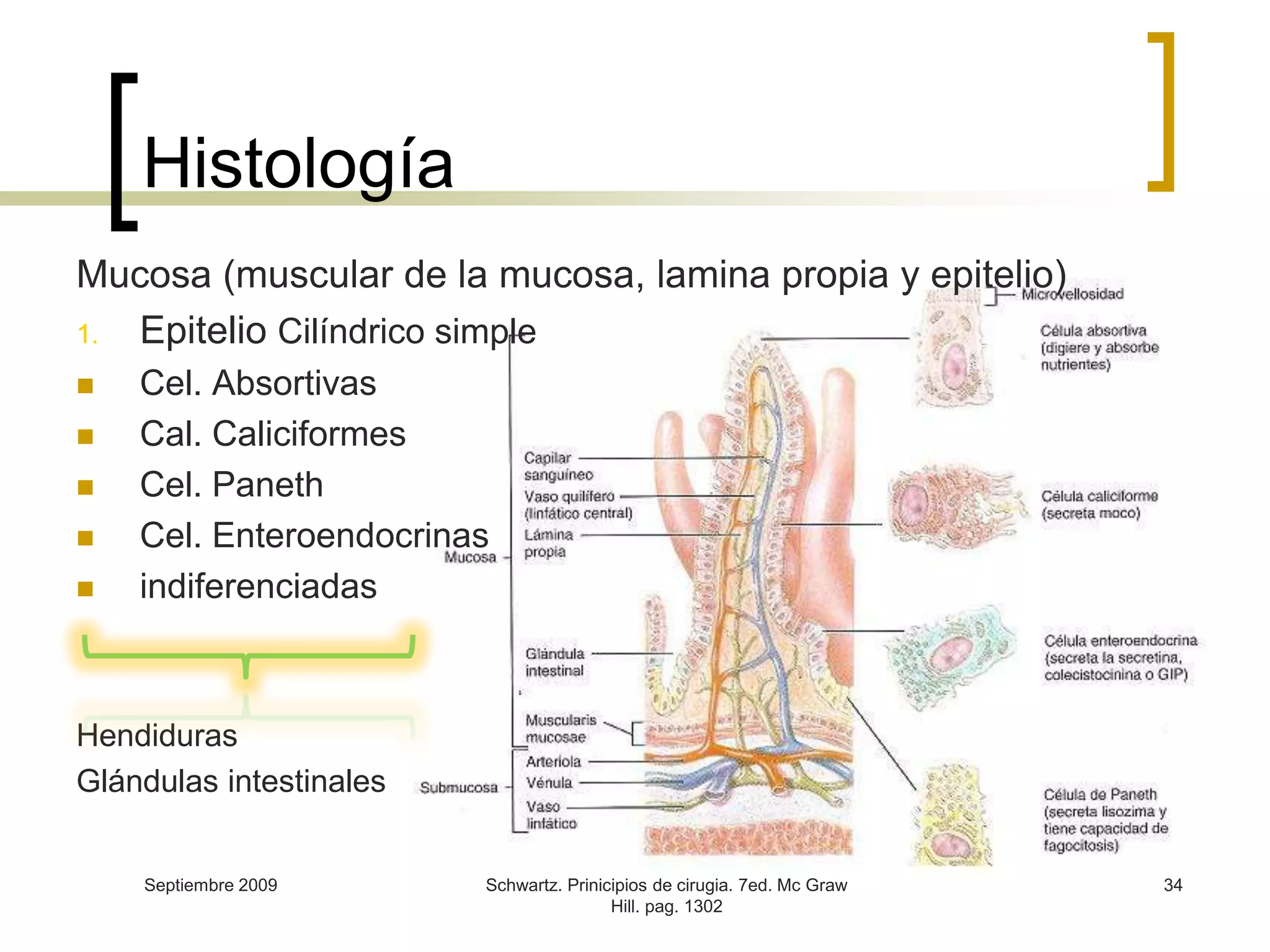 Intestino Delgado[1] | PPTX