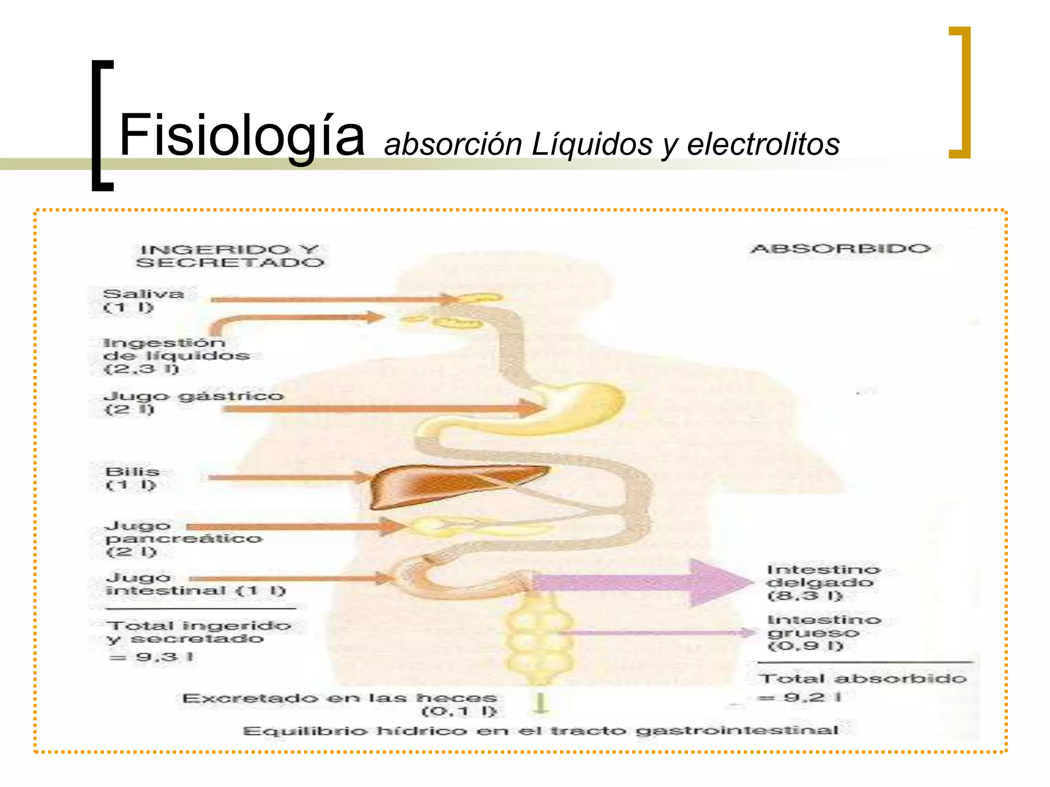 Intestino Delgado[1] | PPTX