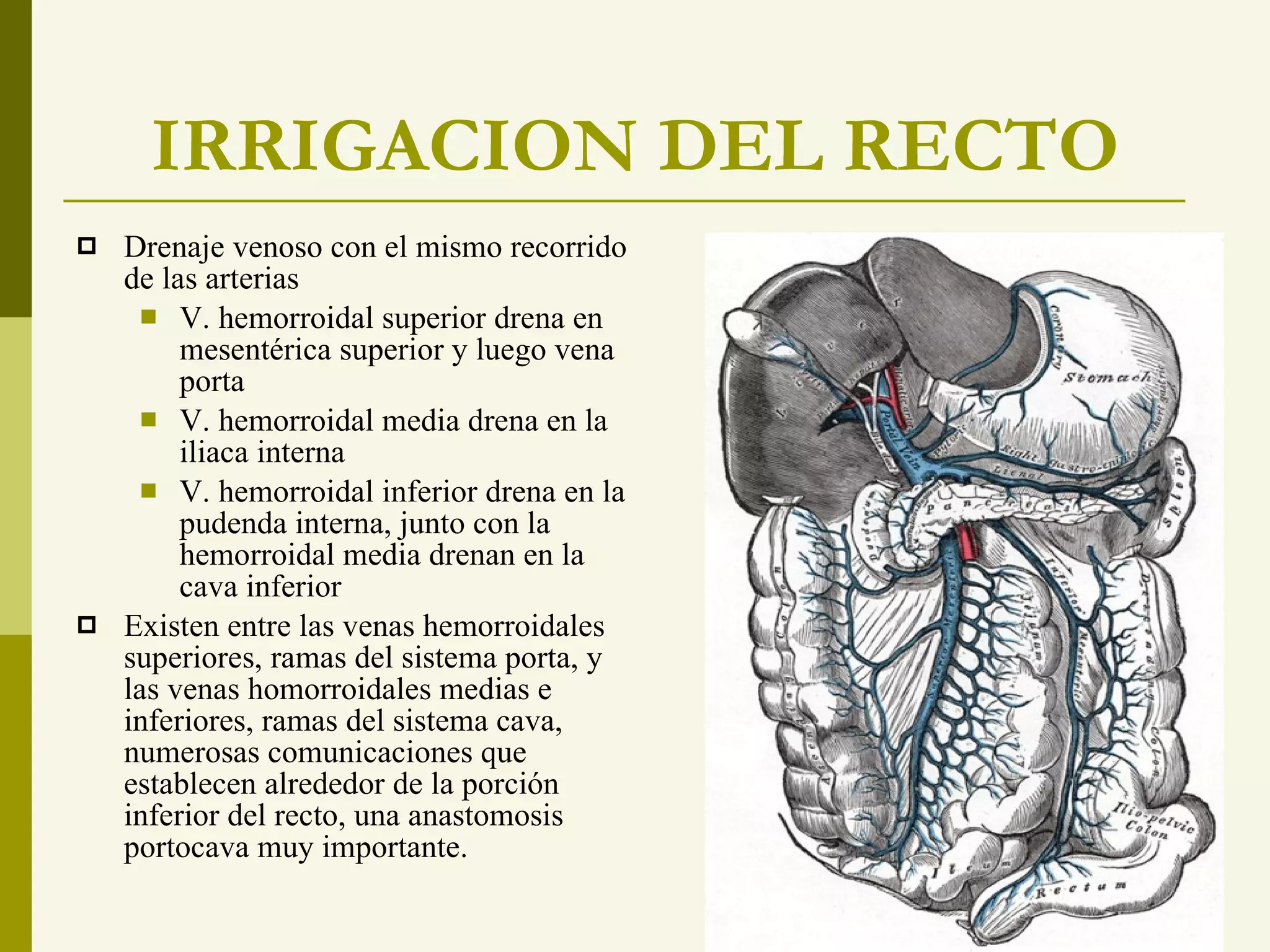 Intestino delgado y grueso | PPT | Medical Health