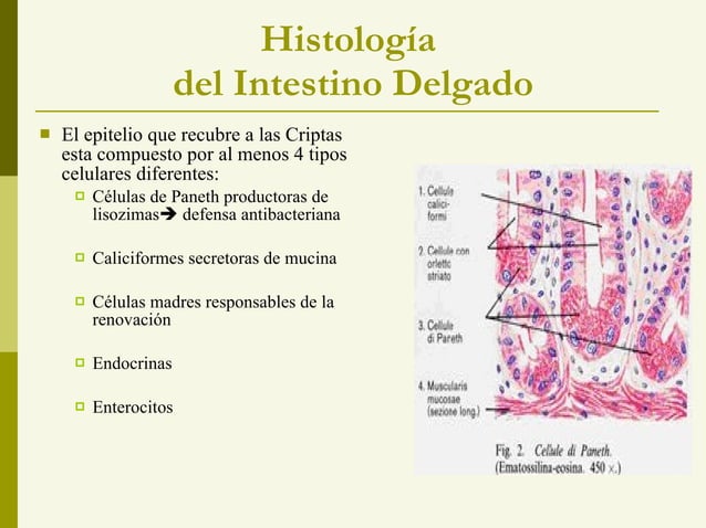 Intestino delgado y grueso | PPT | Medical Health
