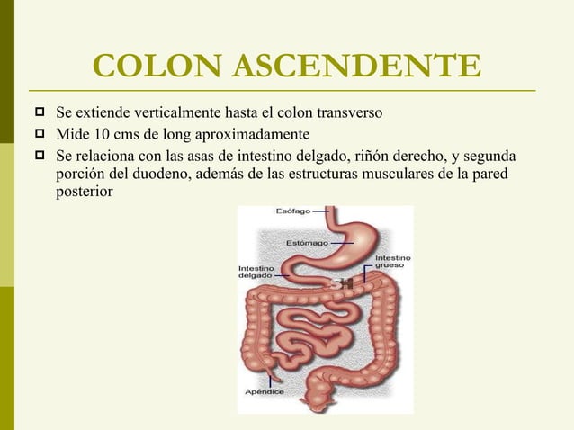 Intestino delgado y grueso | PPT | Medical Health