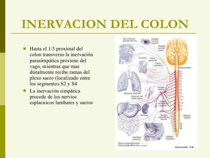Intestino delgado y grueso