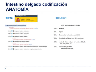 Anatomía del intestino delgado y su fisiología | PDF