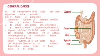 Intestino Delgado y revestimiento histologia | PPTX