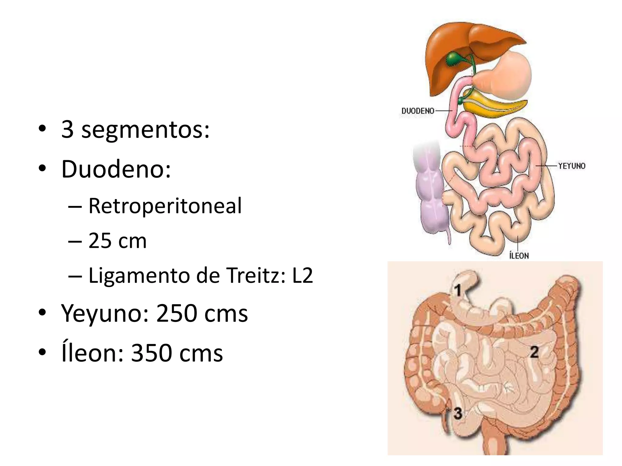 Intestino delgado corredores ppt | PPT