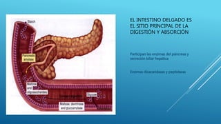 Intestino delgado ex | PPTX