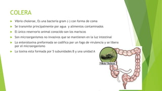 Intestino delgado y colon | PPTX