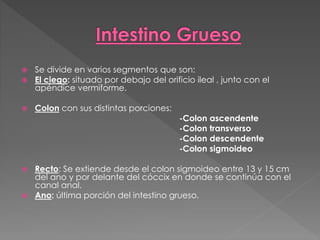 Intestino delgado y_grueso | PPTX
