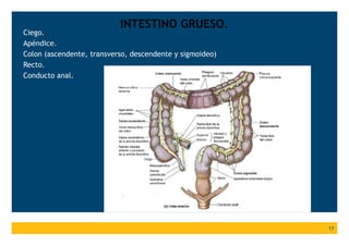 Intestino delgado y grueso | PPTX