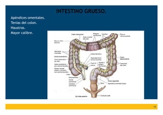 Intestino delgado y grueso | PPTX