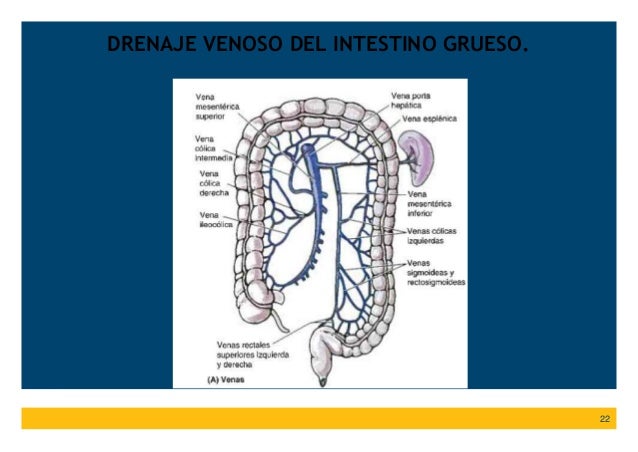 Intestino delgado y grueso