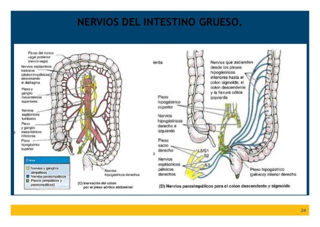 Intestino delgado y grueso