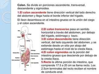Intestino delgado y grueso | PPTX