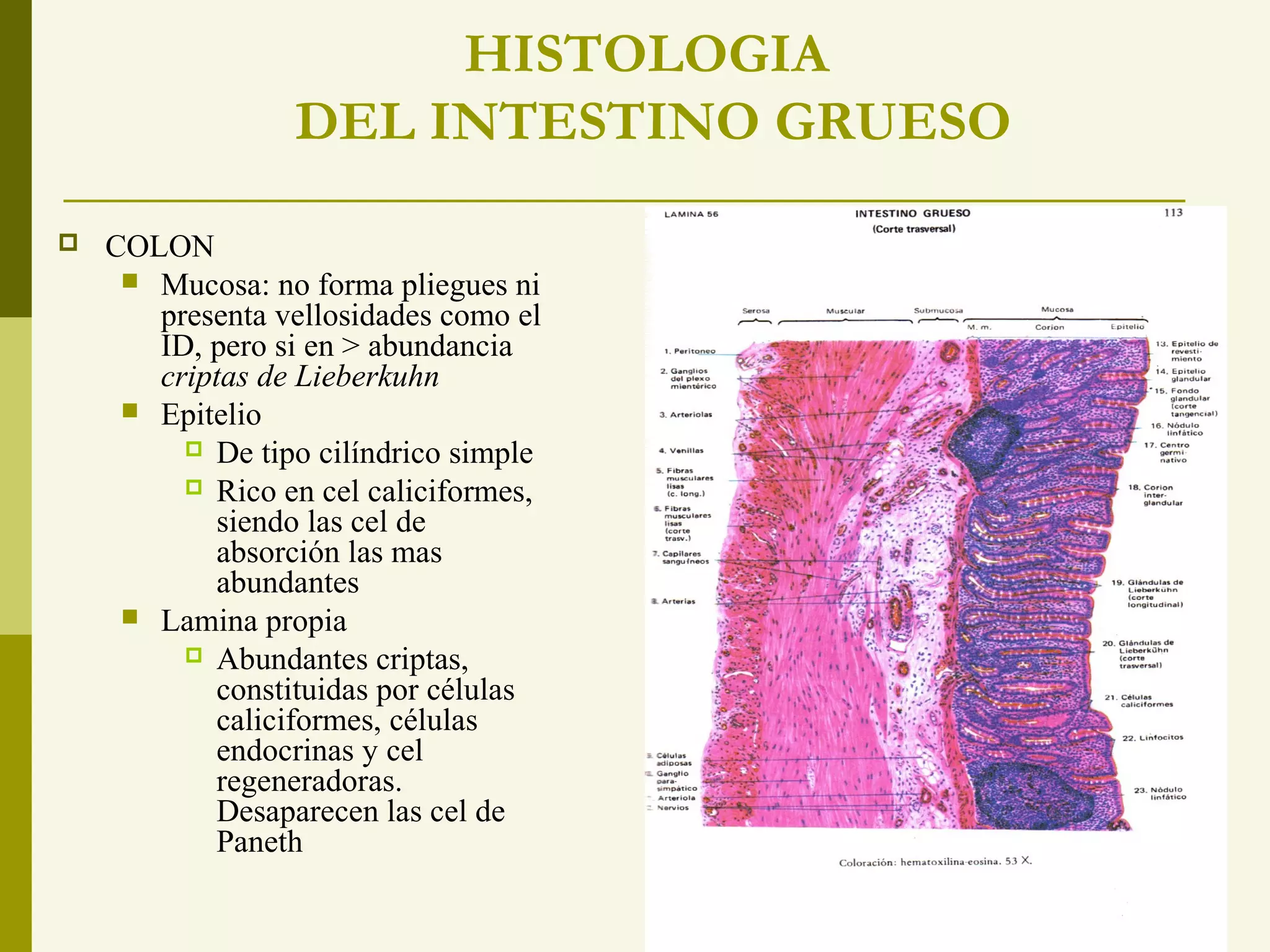 Intestino delgado y grueso | PPT