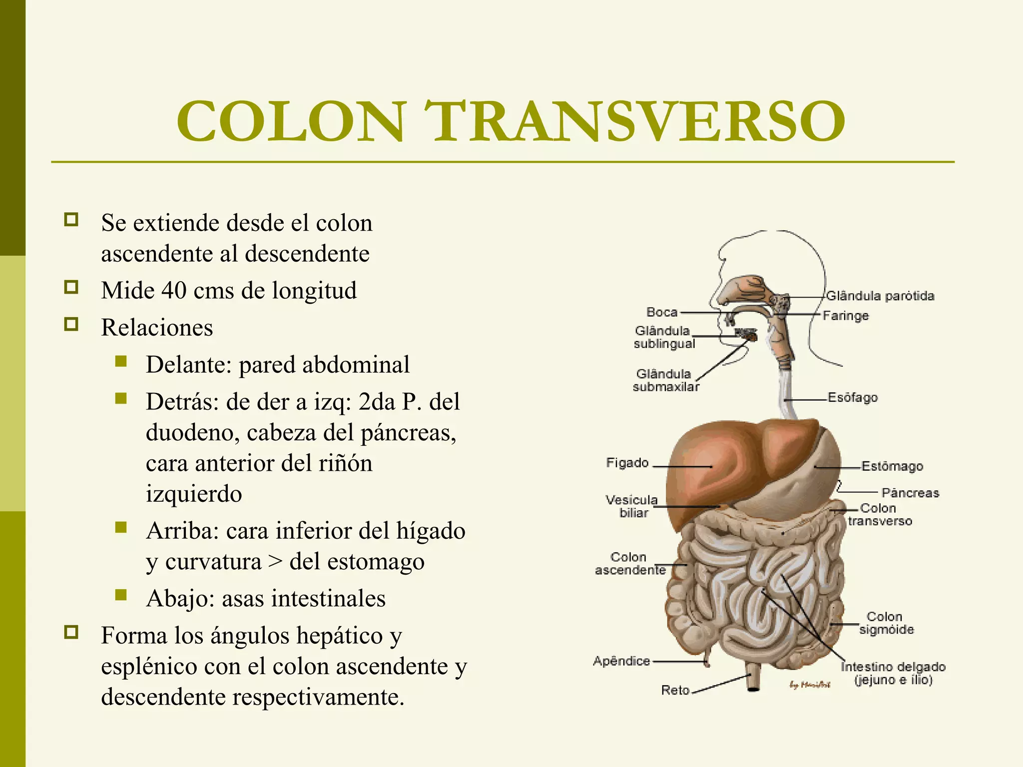 Intestino delgado y grueso | PPT