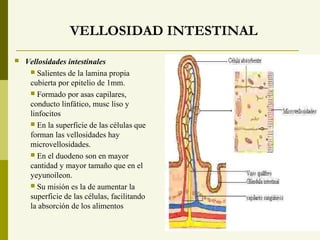 Intestino delgado y grueso | PPT