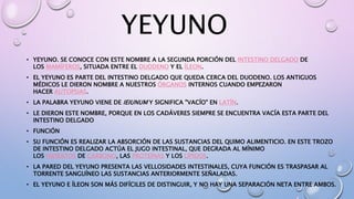 Intestino delgado y grueso | PPTX