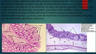 Intestino delgado y grueso(Colon). Histologia. | PPTX