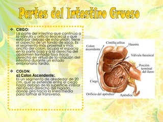 Intestino Grueso | PPT