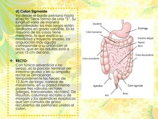 Intestino grueso | PPT