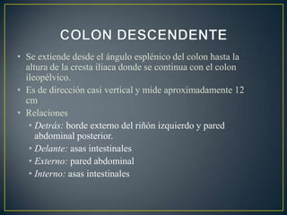 Intestino grueso | PPTX