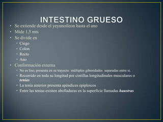 Intestino grueso | PPTX