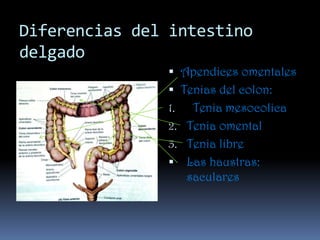 Intestino grueso | PPTX