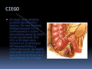 Intestino grueso | PPTX