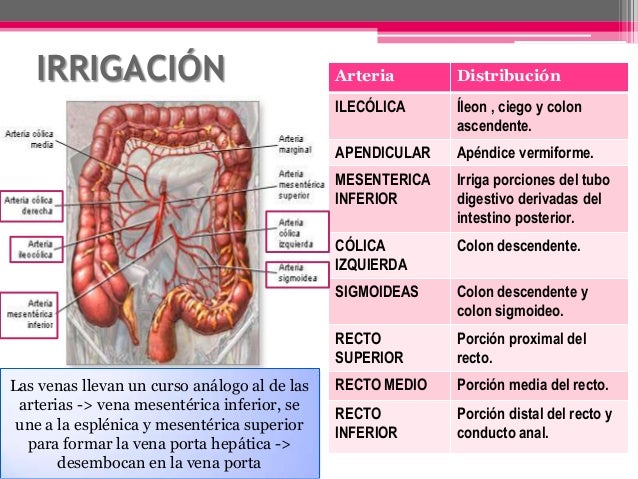 Intestino grueso