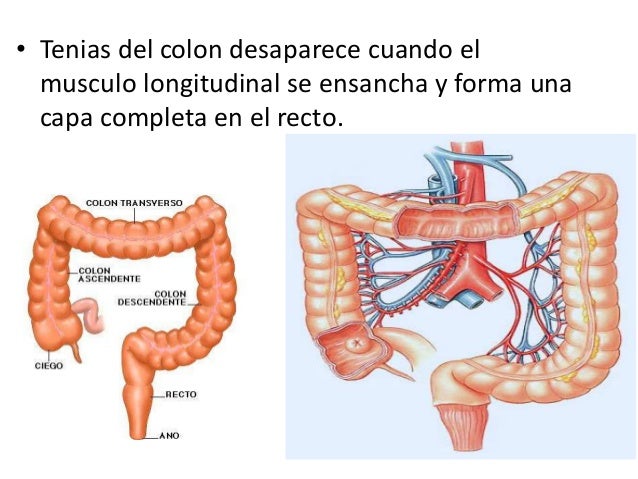 Intestino grueso