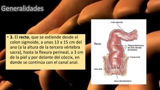Anatomía del Intestino Grueso | PPTX