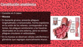 Anatomía del Intestino Grueso | PPTX