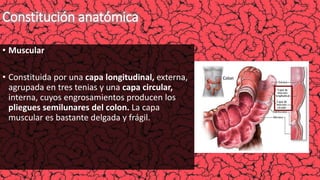 Anatomía del Intestino Grueso | PPTX