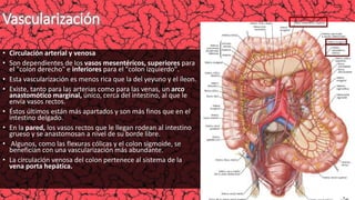 Anatomía del Intestino Grueso | PPTX