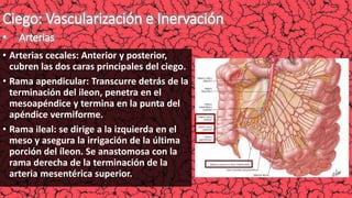 Anatomía del Intestino Grueso | PPTX