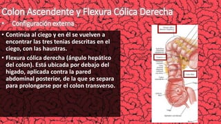 Anatomía del Intestino Grueso | PPTX