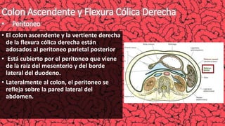 Anatomía del Intestino Grueso | PPTX