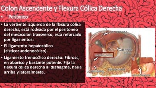 Anatomía del Intestino Grueso | PPTX