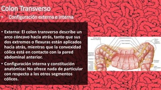 Anatomía del Intestino Grueso | PPTX