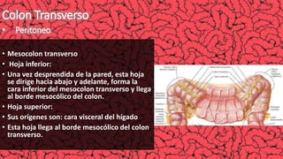 Anatomía del Intestino Grueso | PPTX