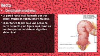 Anatomía del Intestino Grueso | PPTX