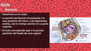 Anatomía del Intestino Grueso | PPTX