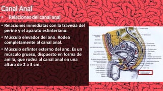 Anatomía del Intestino Grueso | PPTX