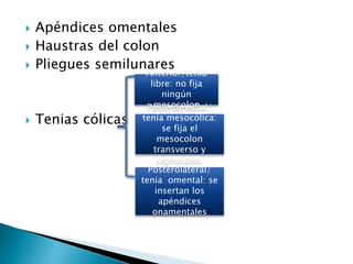 anatomía del Intestino grueso | PPTX
