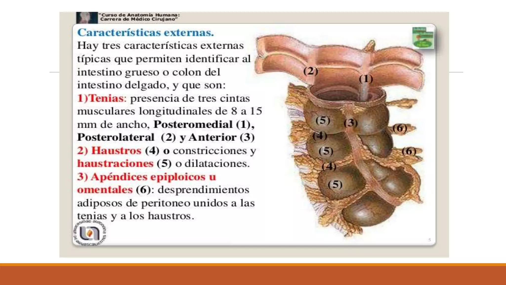 Anatomia Intestino grueso - colon | PPT