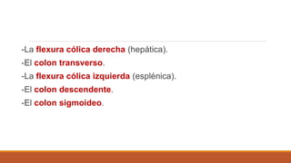 Anatomia Intestino grueso - colon | PPTX